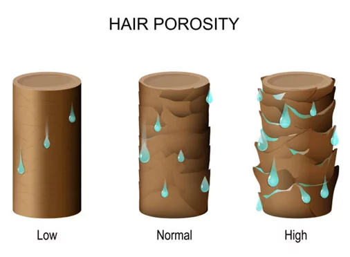 Everything You Need To Know About Hair Porosity – THE YESSTYLIST